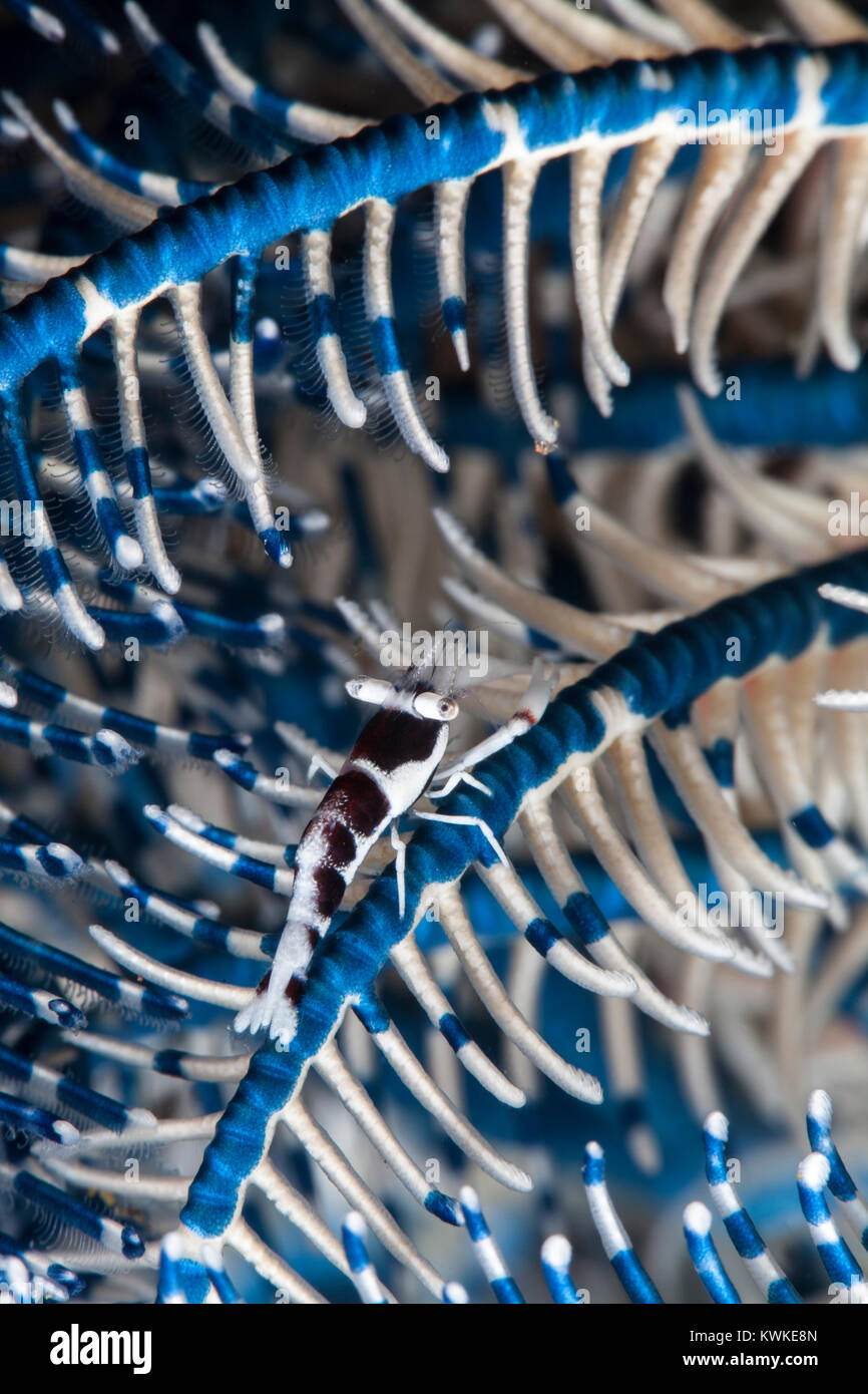Crinoid shrimp or feather star shrimp (Hippolyte catagrapha Stock Photo ...