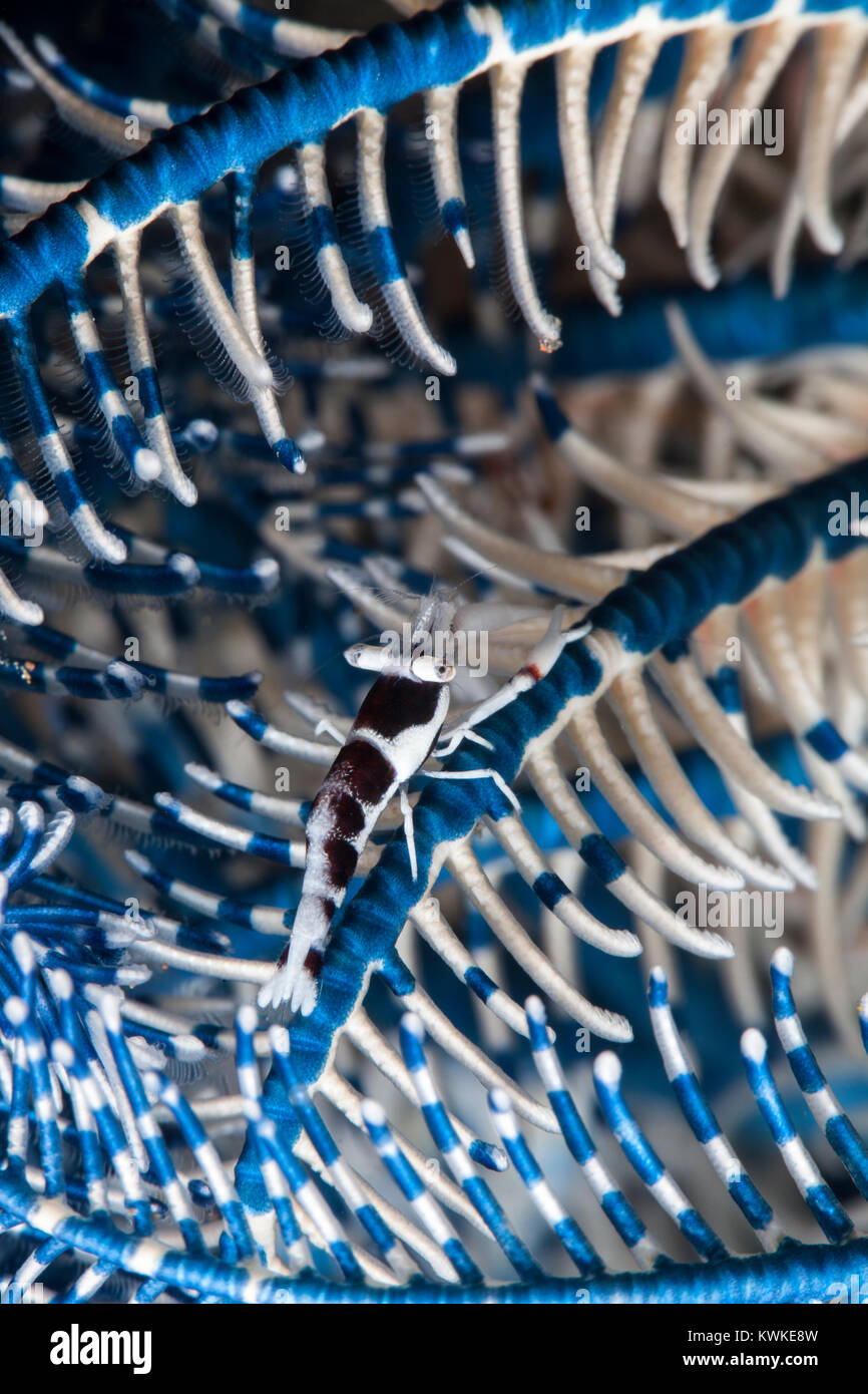 Crinoid shrimp or feather star shrimp (Hippolyte catagrapha Stock Photo ...