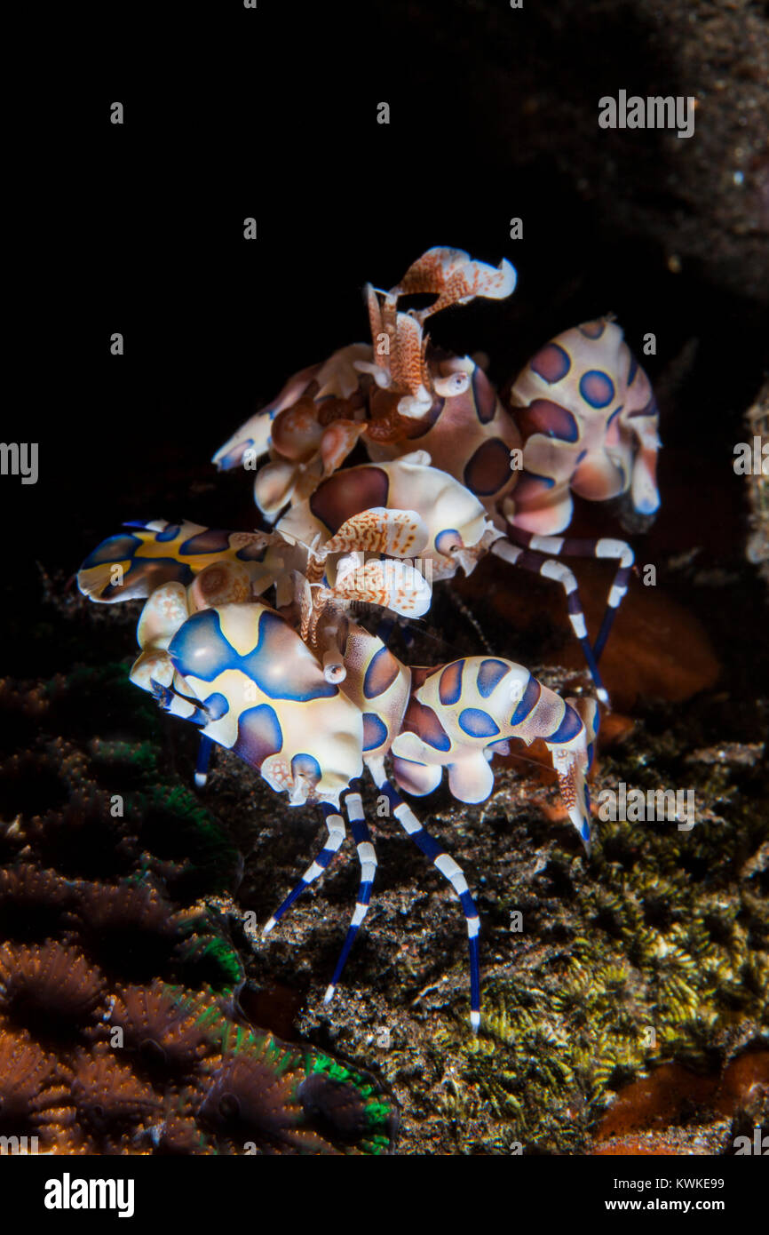 Harlequin Shrimp (Hymenocera Picta Stock Photo - Alamy