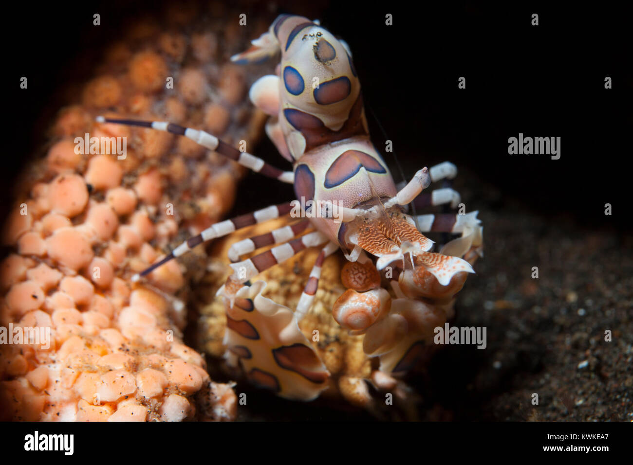 Harlequin Shrimp (Hymenocera Picta Stock Photo - Alamy