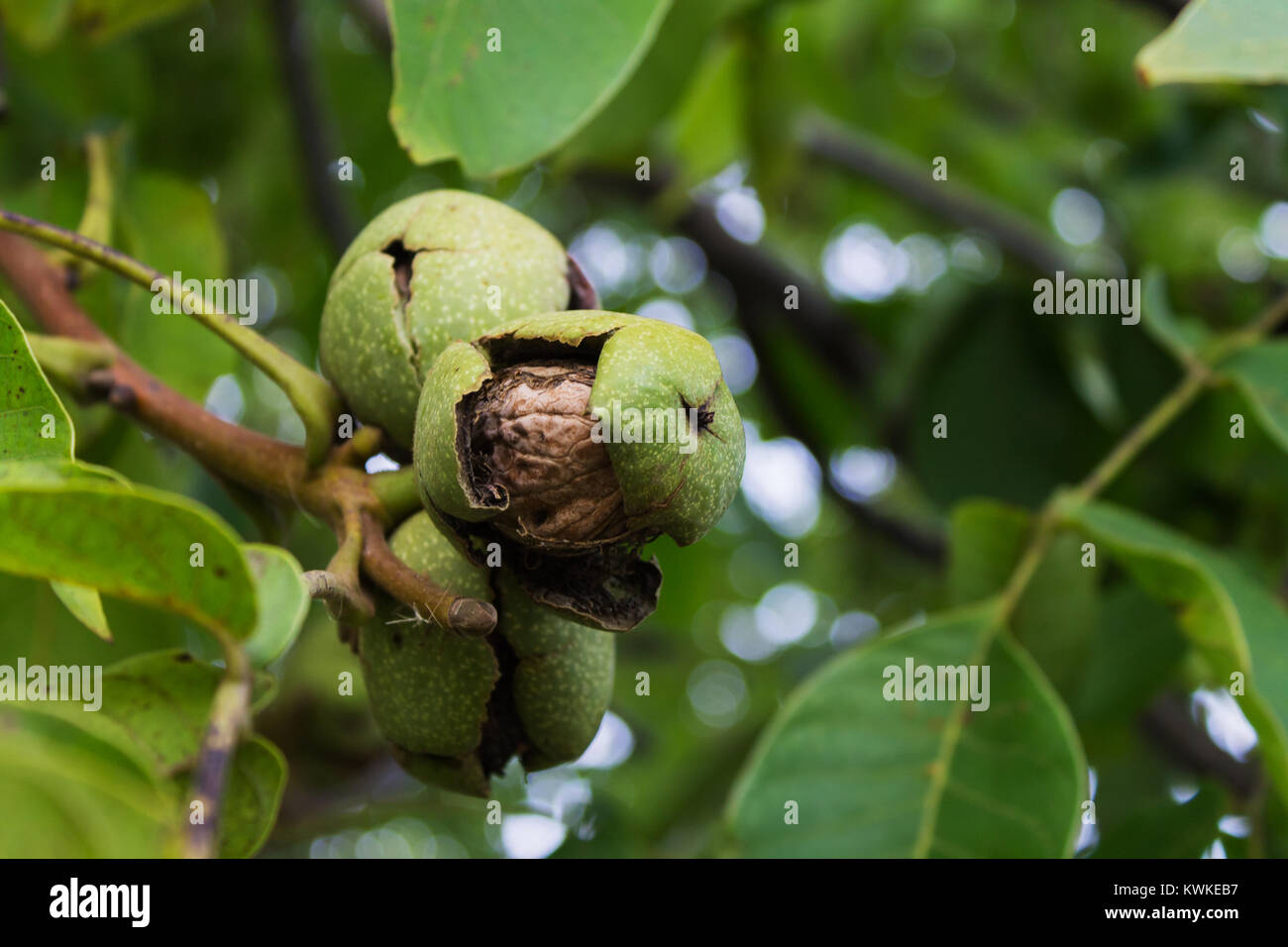 walnut ripens on a tree. Nut on a branch with leaves Stock Photo - Alamy