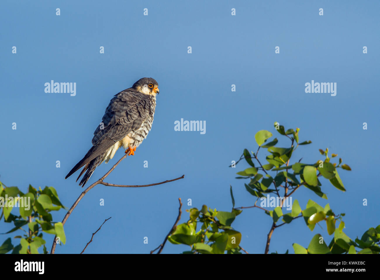 Bird family falconidae hi-res stock photography and images - Alamy