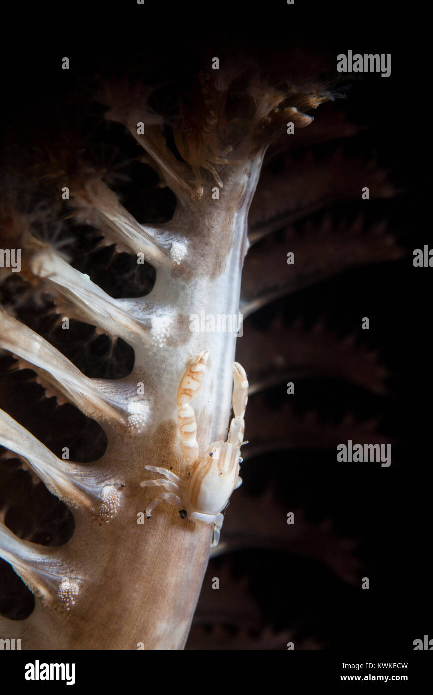 Three-Lobed Porcelain Crab (Porcellanella triloba) on a Sea Pen ...