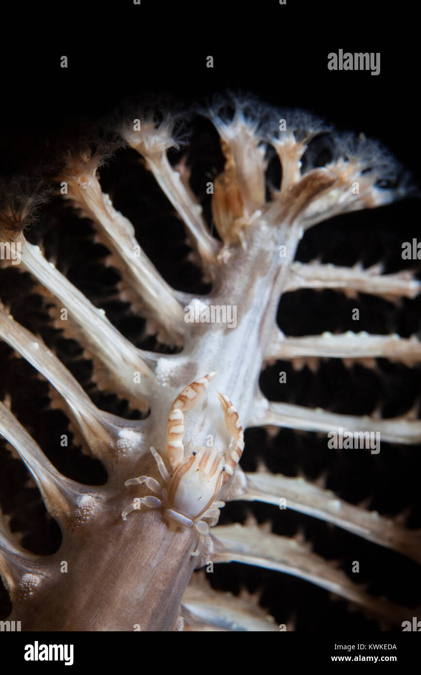 Pennatulacea cold water hi-res stock photography and images - Alamy