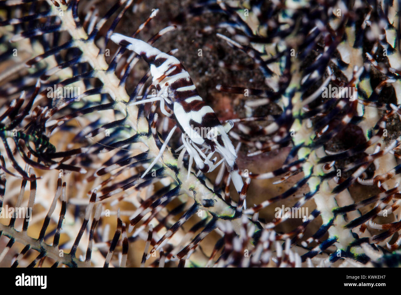 Crinoid shrimp or feather star shrimp (Hippolyte catagrapha Stock Photo ...