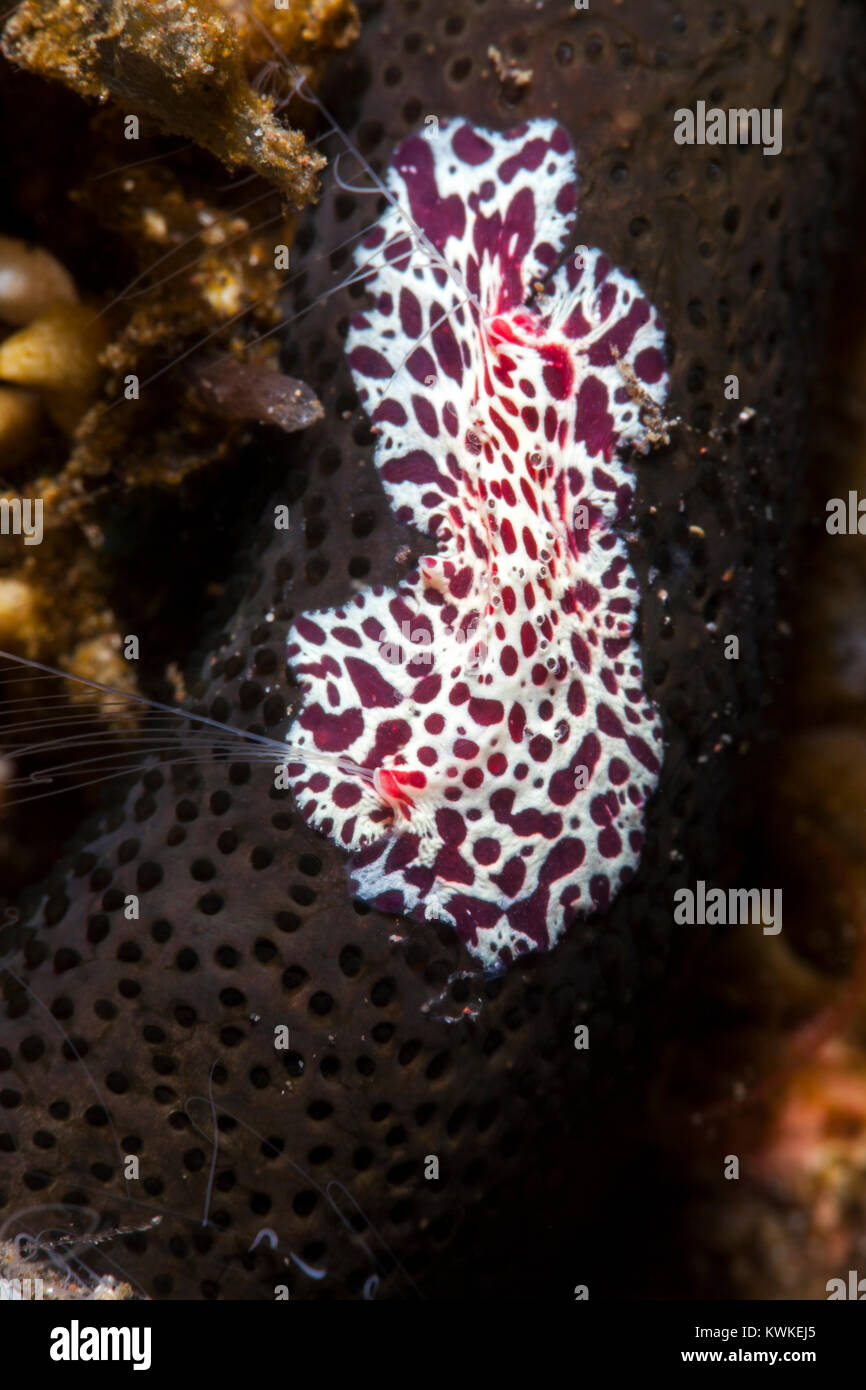 Benthic crustacean hi-res stock photography and images - Alamy