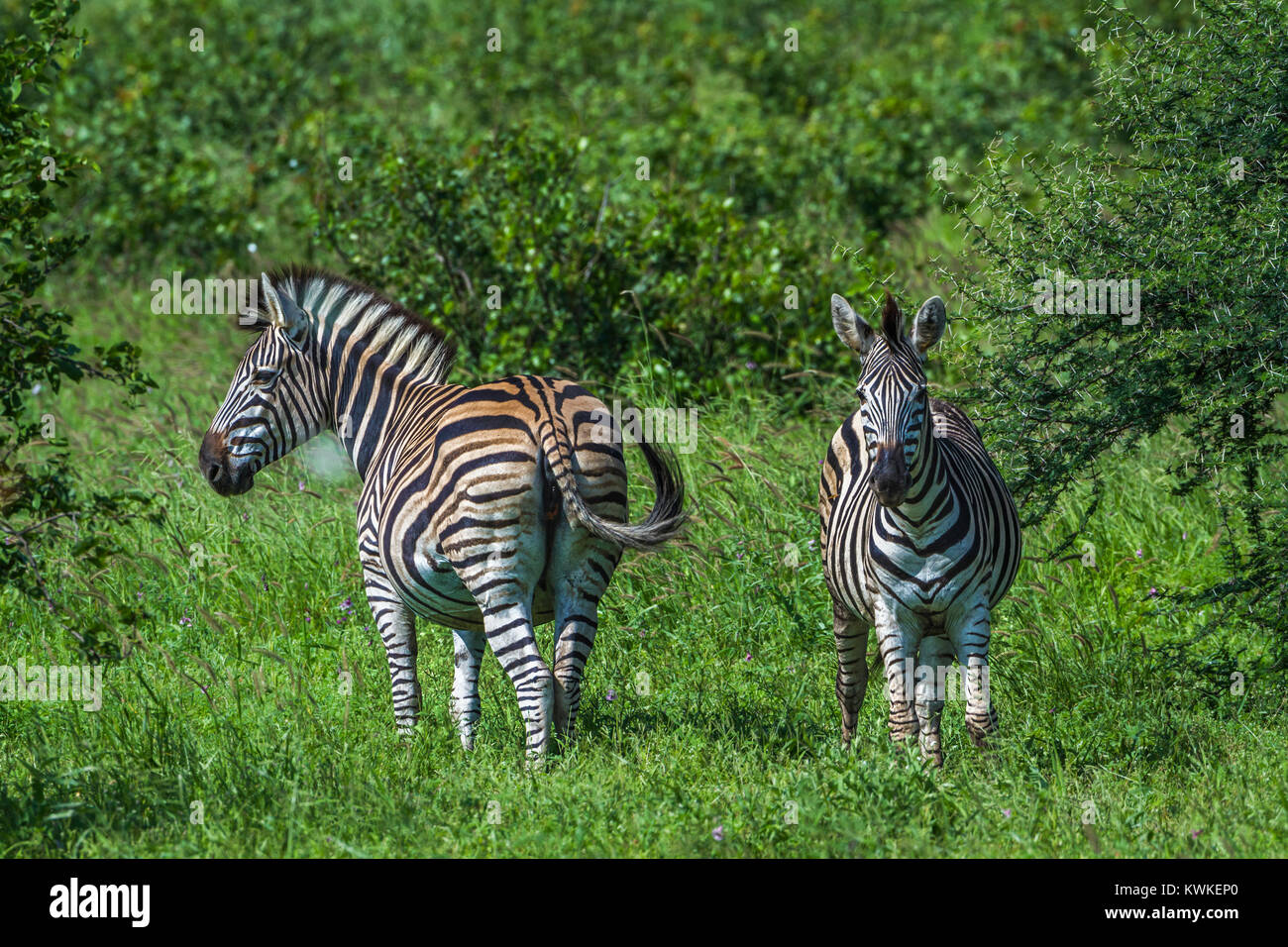 Plains zebra in Kruger national park, South Africa ; Specie Equus ...