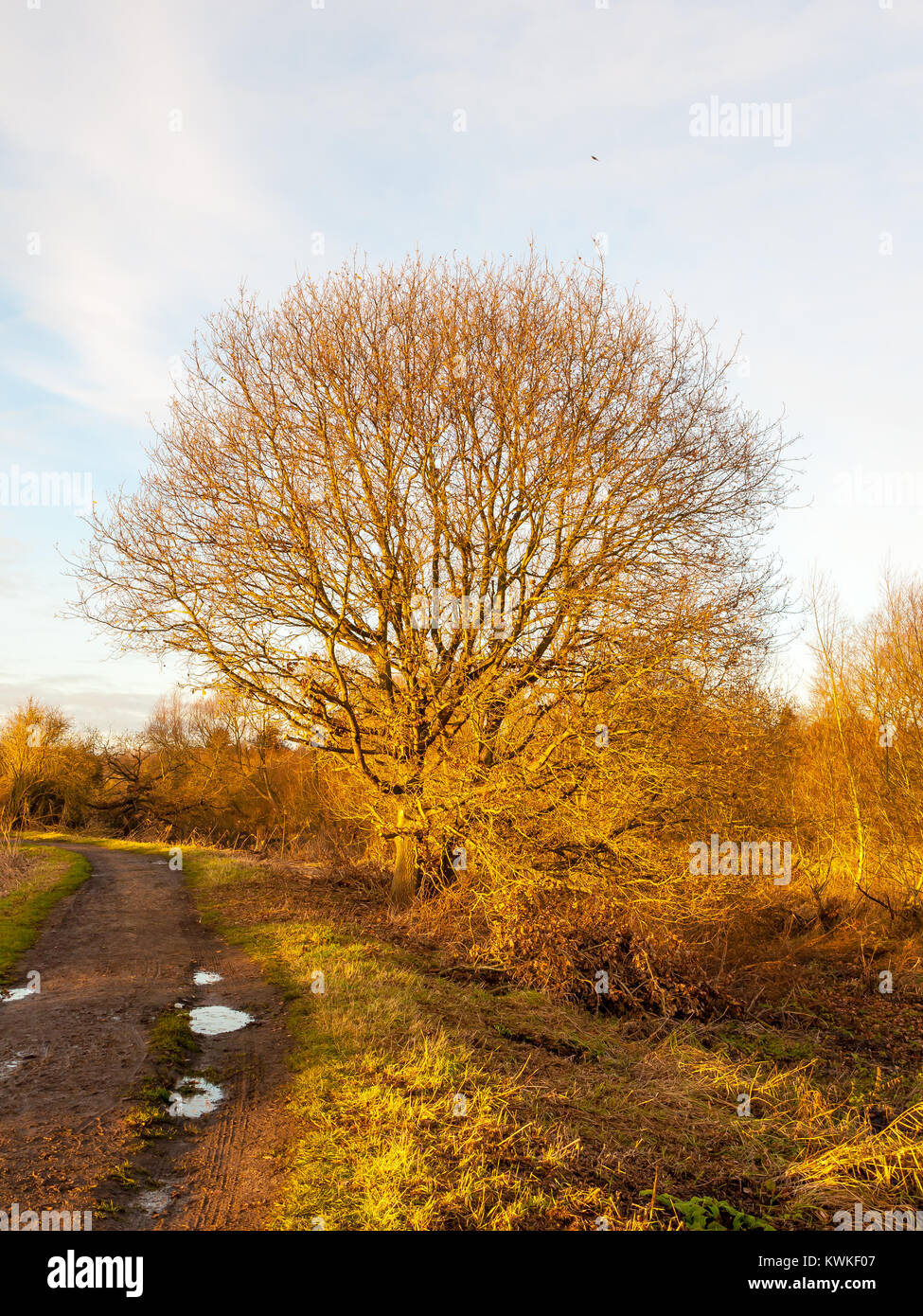 country path walkway with bare big tree sky landscape; essex; england ...