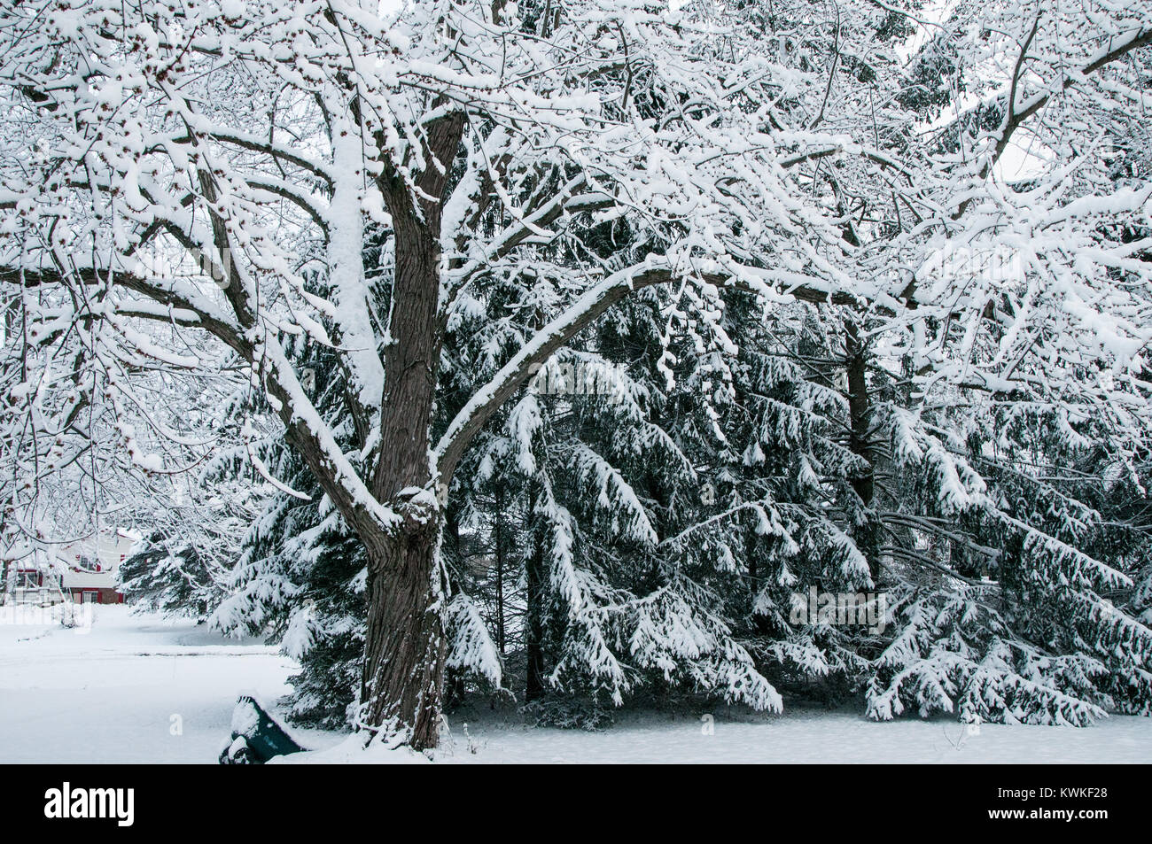 20160409 Snow on Trees Stock Photo - Alamy