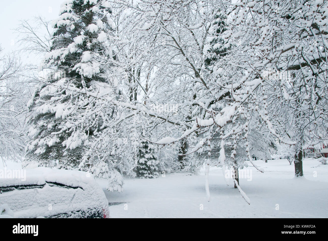20160409 Snow on Trees Stock Photo - Alamy