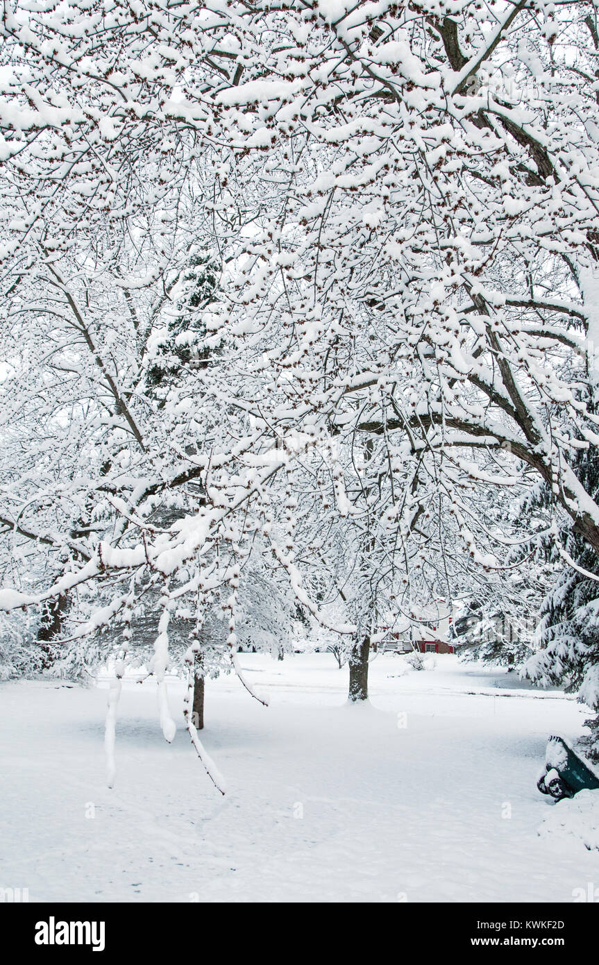 20160409 snow on trees hi-res stock photography and images - Alamy