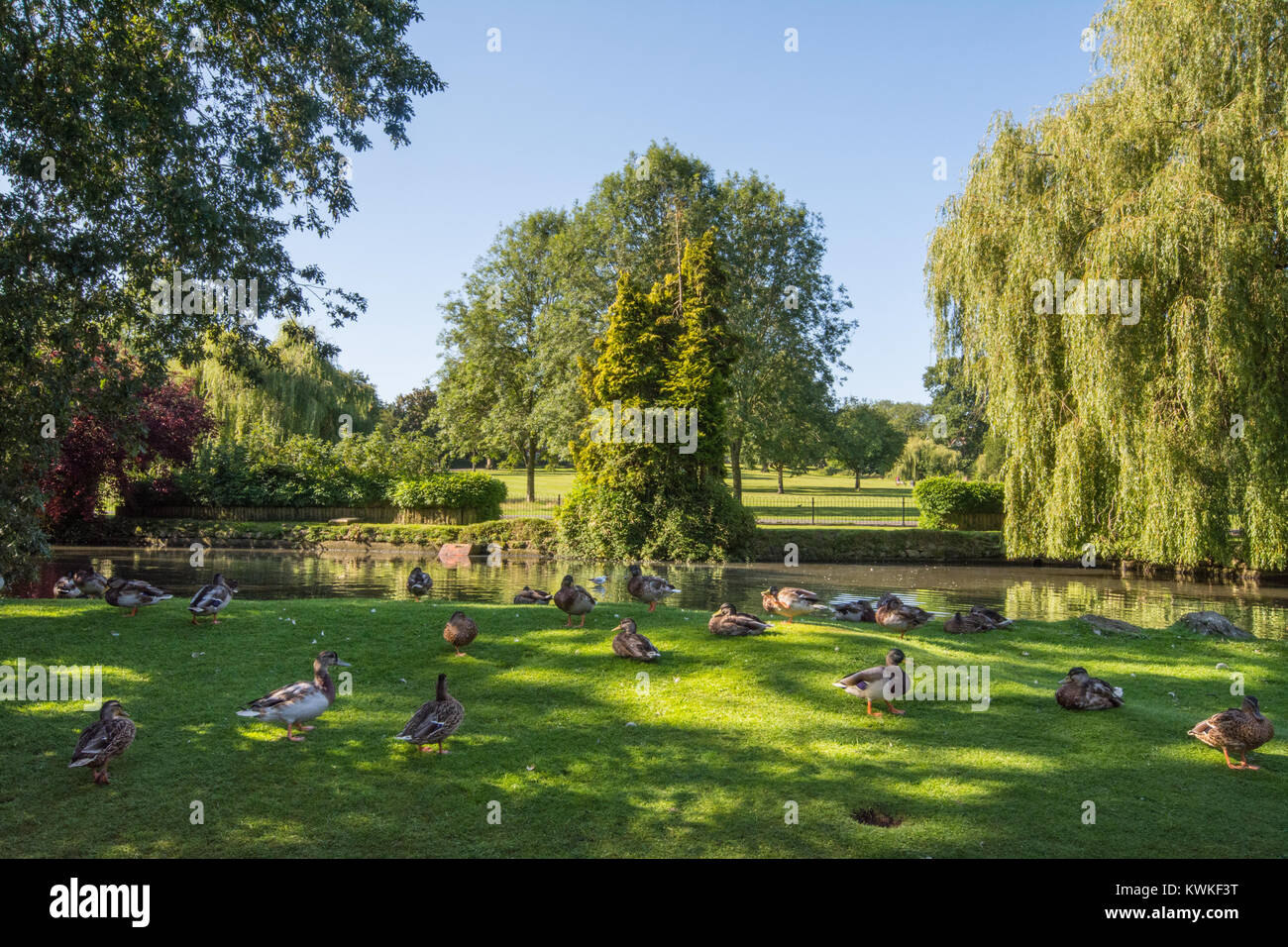 A town centre park with a duck pond, UK Stock Photo - Alamy