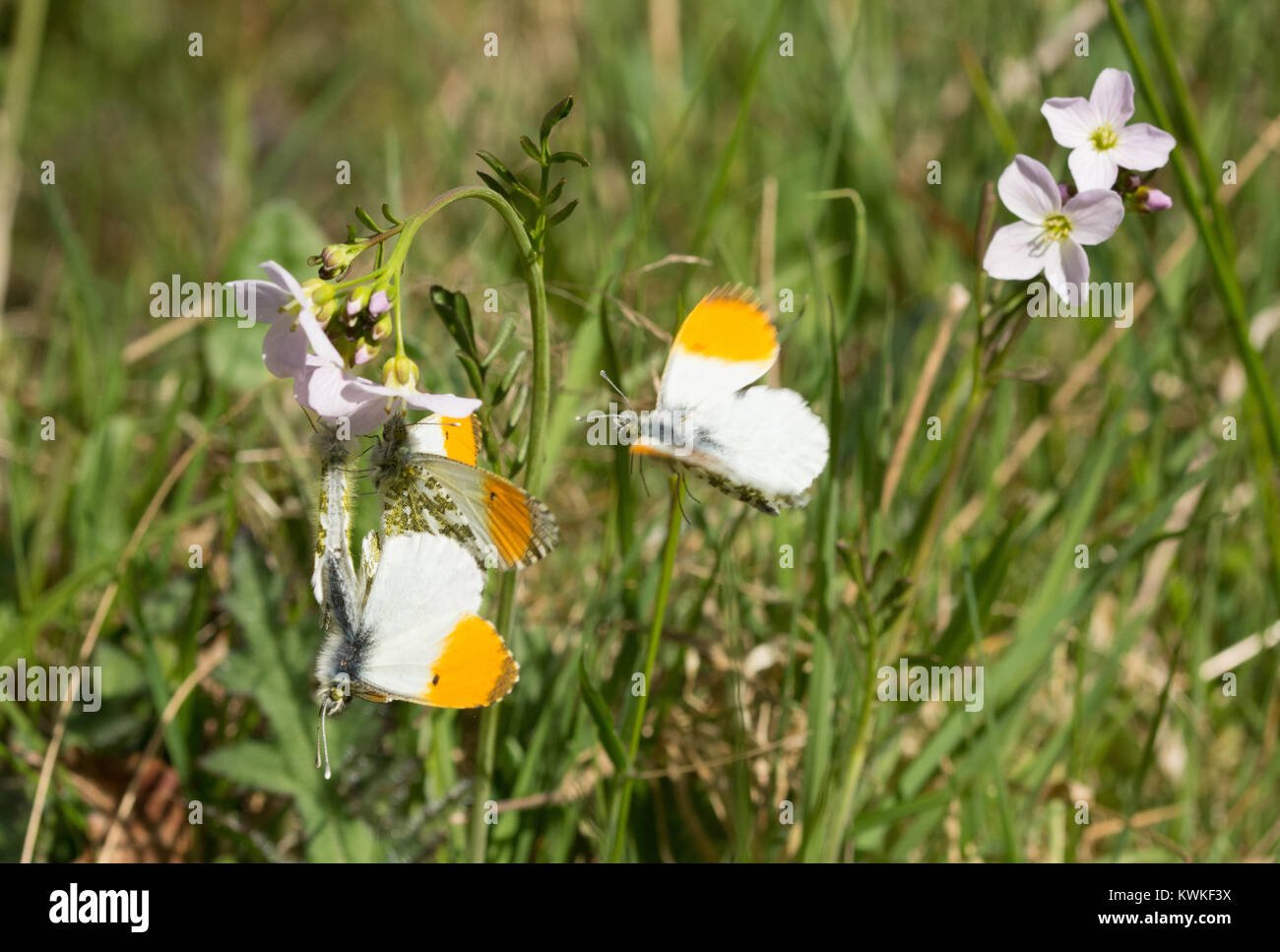 Mating behaviour of orange tip butterflies (Anthocharis cardamines ...