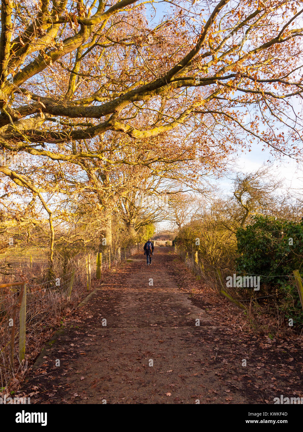 man walking down autumn country path lane rambling outside nature way ...