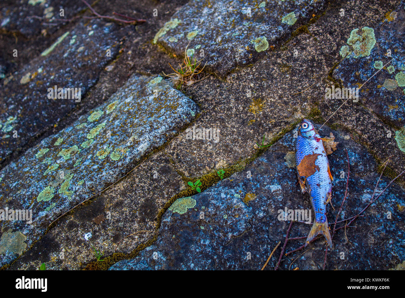 Wrong environment hi-res stock photography and images - Alamy