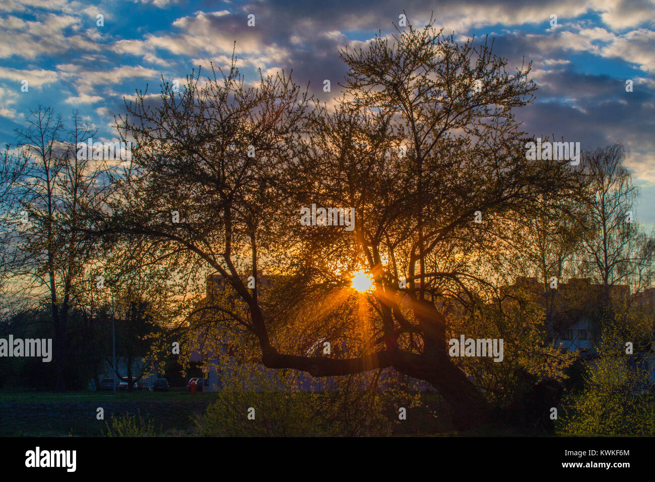 Tree kissed by the last sunshine before disappearing and give space to ...