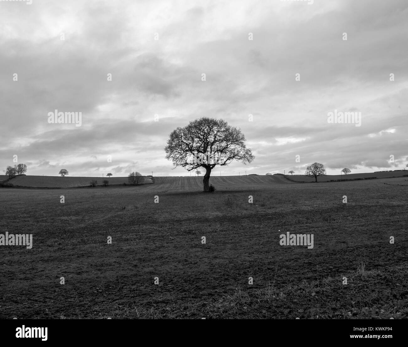 Tree field clouds Black and White Stock Photos & Images - Alamy