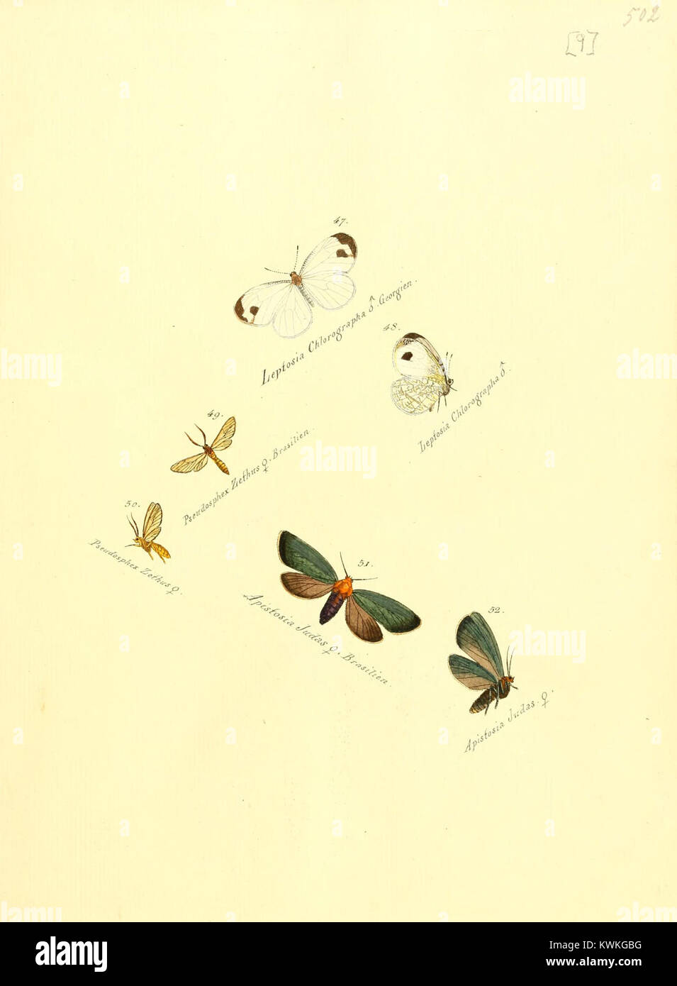 A detailed illustration of an exotic butterfly species from an ...
