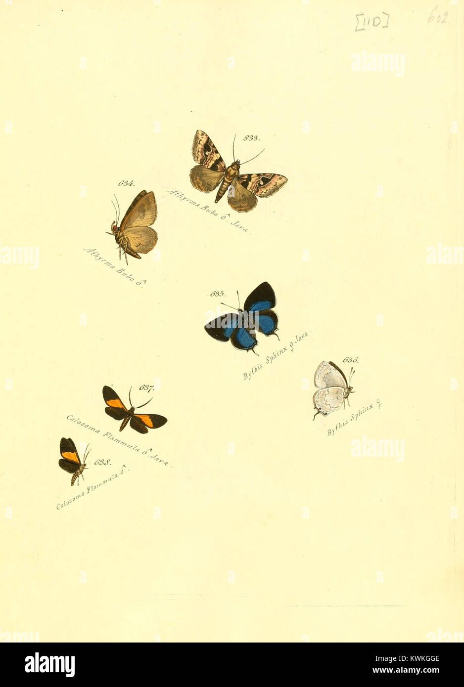 A scientific illustration of exotic butterflies, contributing to the ...