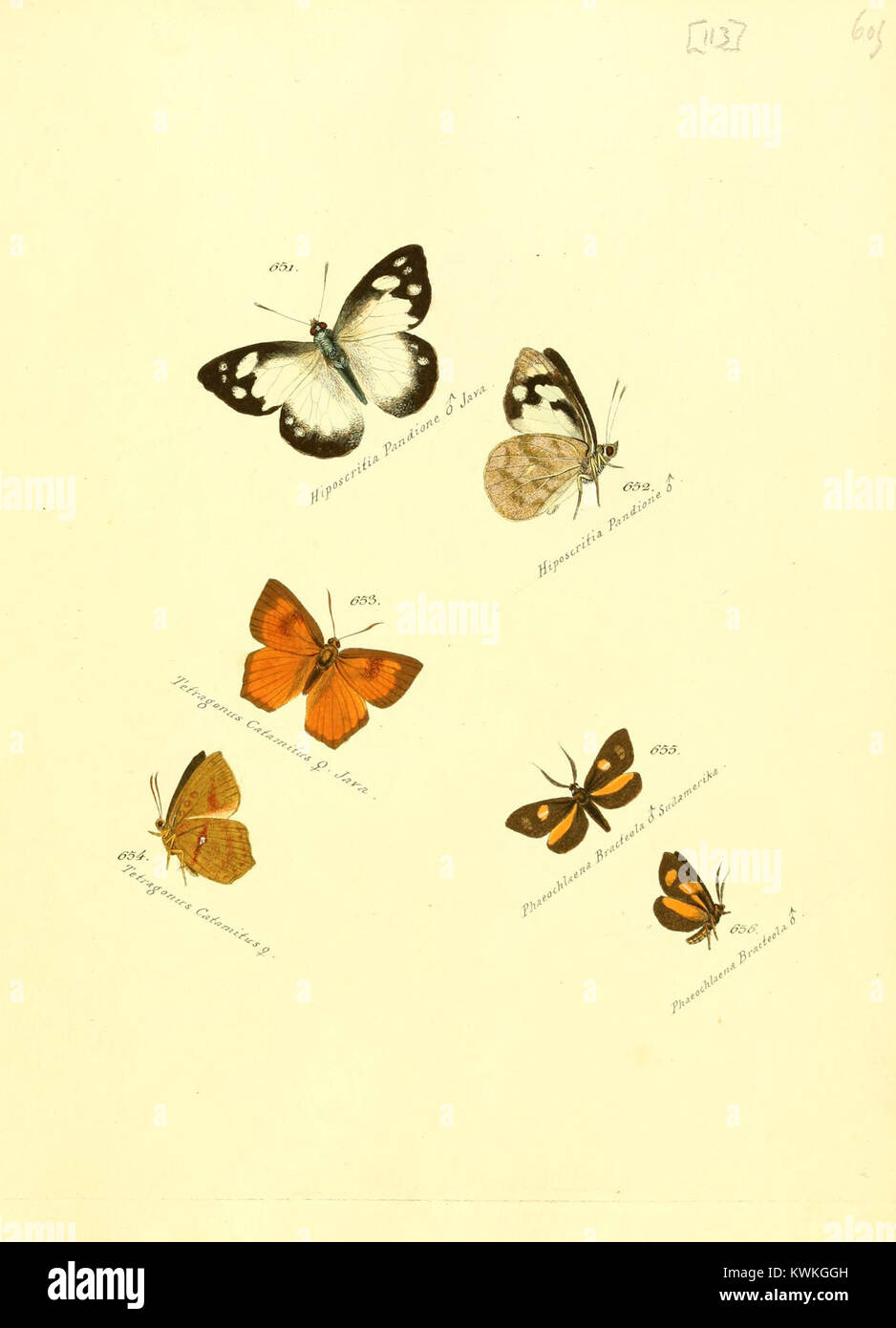 This illustration is part of an exotic butterfly collection ...