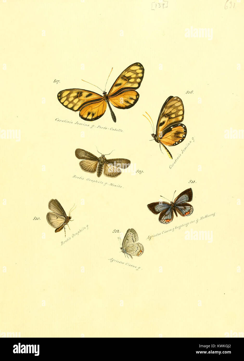 A detailed scientific illustration from a work on exotic butterflies ...