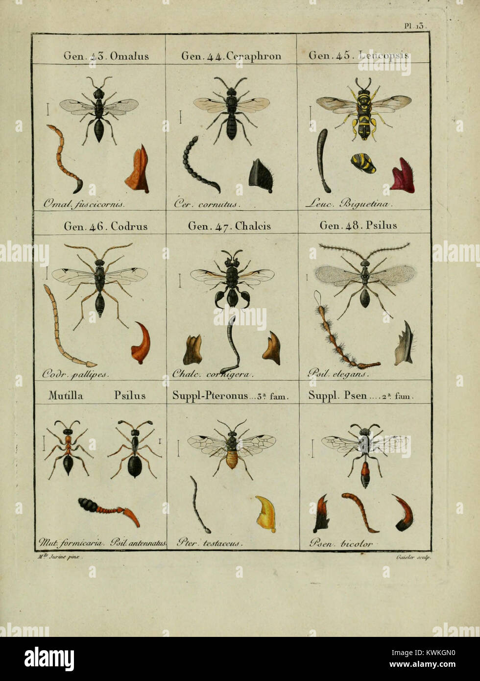 Plate 13 from 'Nouvelle méthode de classer les hyménoptères et les ...
