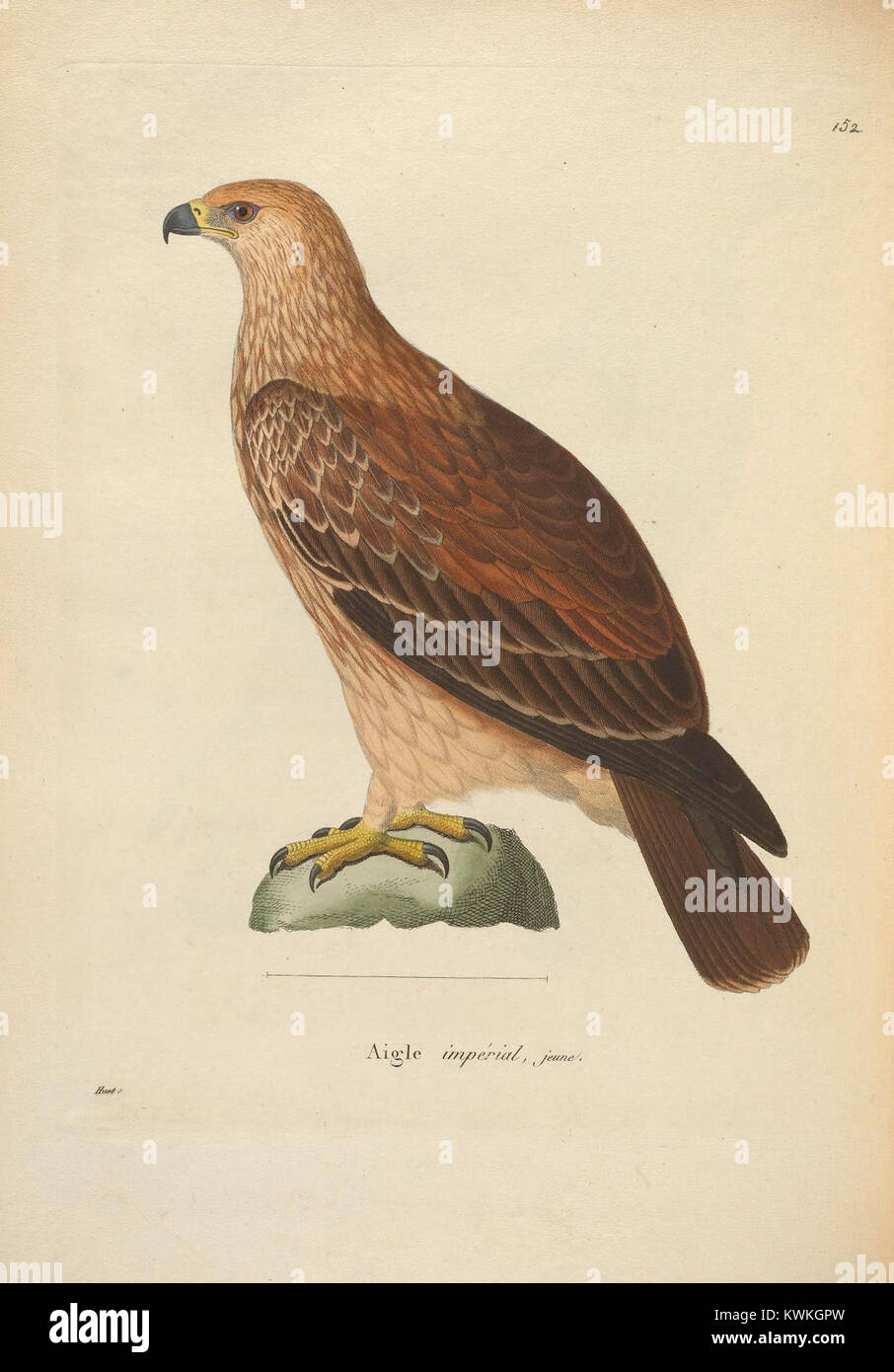 This plate from 'Nouveau recueil de planches coloriées d'oiseaux ...