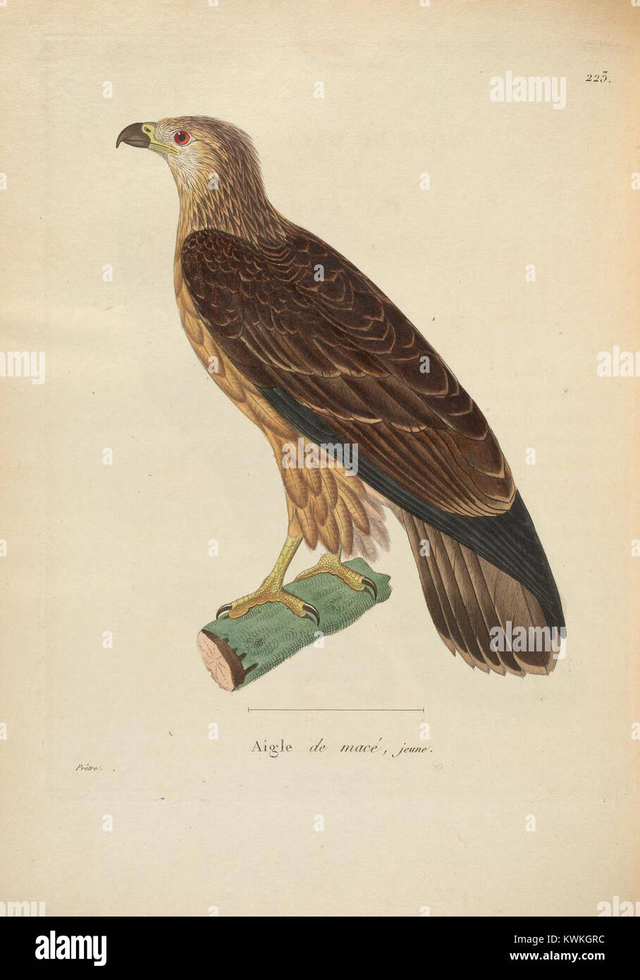 A detailed collection of color plates featuring various bird species ...