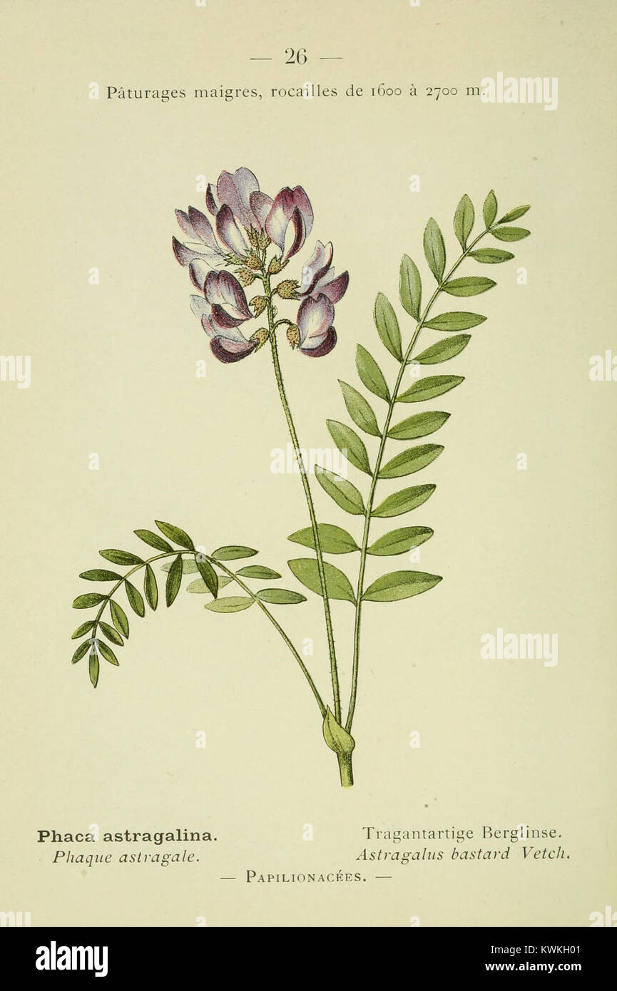 This book provides a detailed guide to the flora of the French Alps and ...