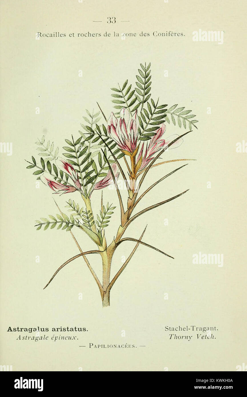 A hand-colored botanical guide to the flora of the Alps and Pyrenees ...