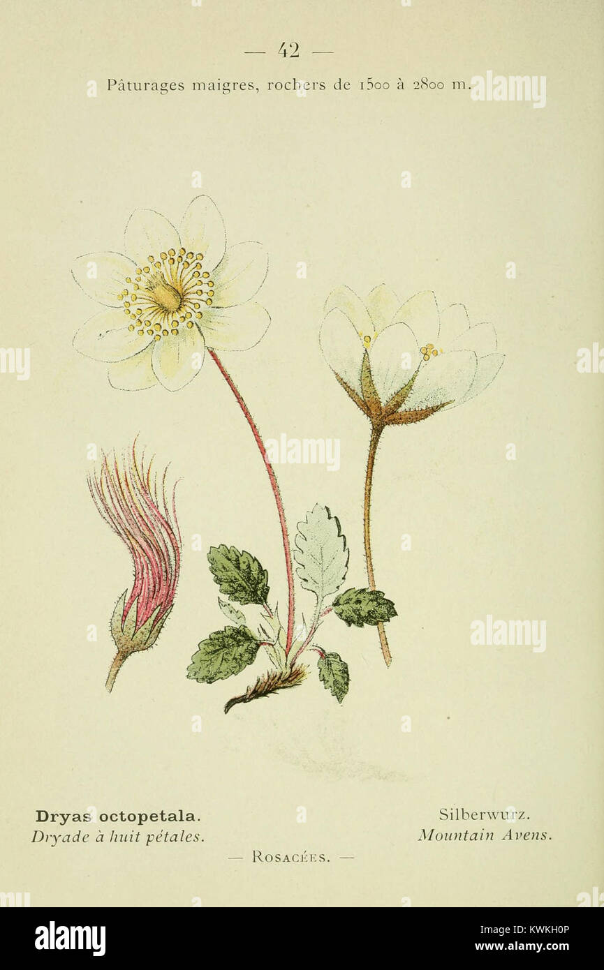 Illustrated botanical guide hi-res stock photography and images - Alamy