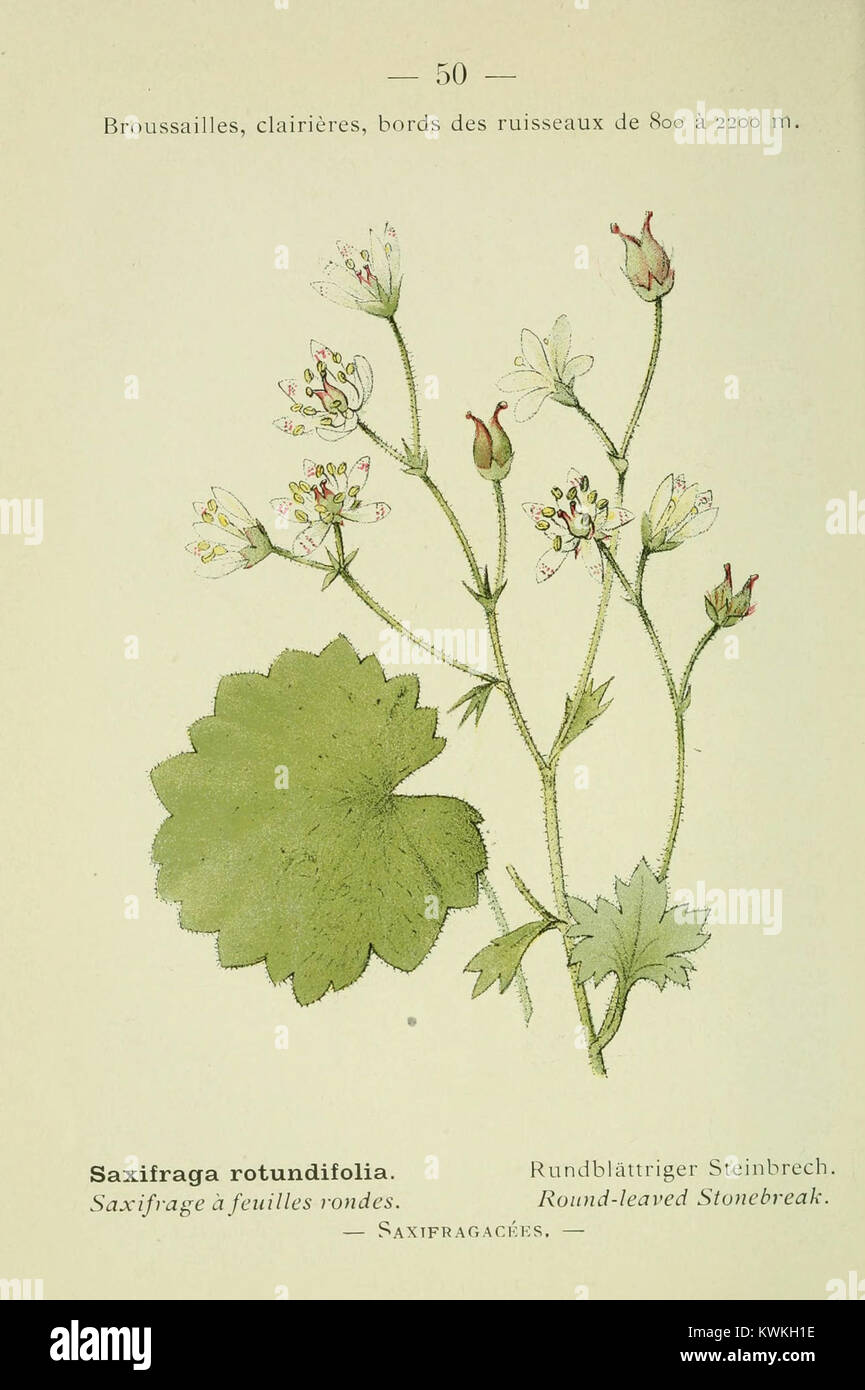 An illustrated guidebook to the flora of the French Alps and Pyrenees ...