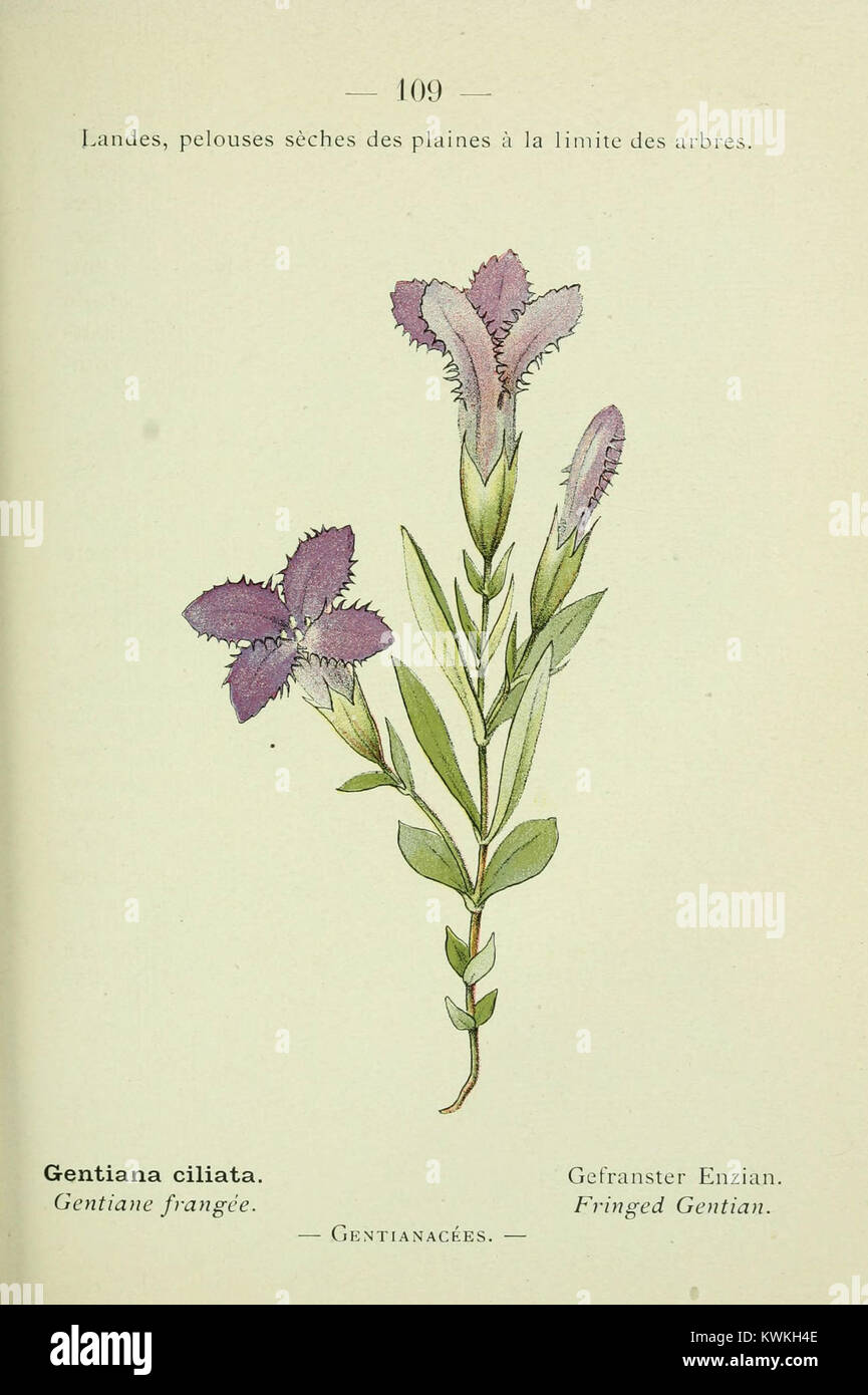 An illustrated field guide documenting the flora of the Alps and ...