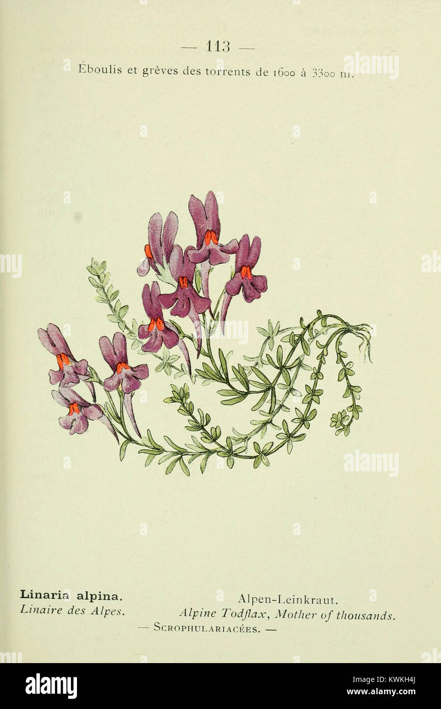 A pocket-sized guide to the flora of the Alps and Pyrenees, featuring ...