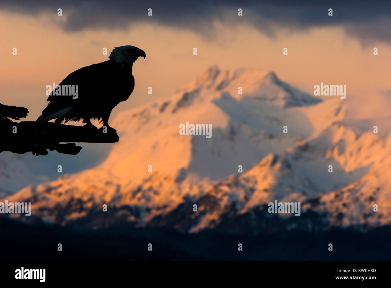 USA, Alaska, Bald Eagle & Snowy Mountain Sunset along the Kenai ...