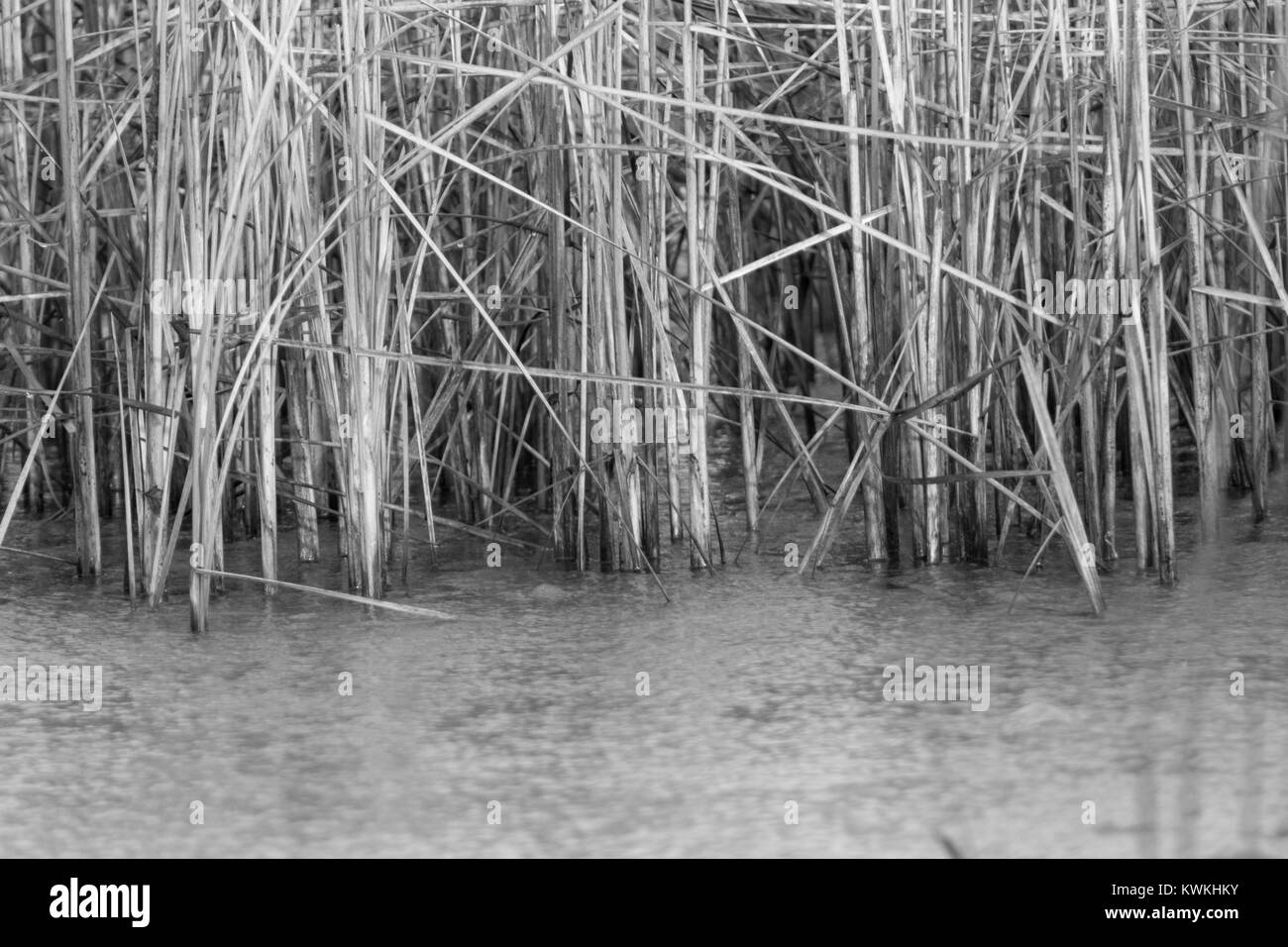 Typha angustifolia Black and White Stock Photos & Images - Alamy