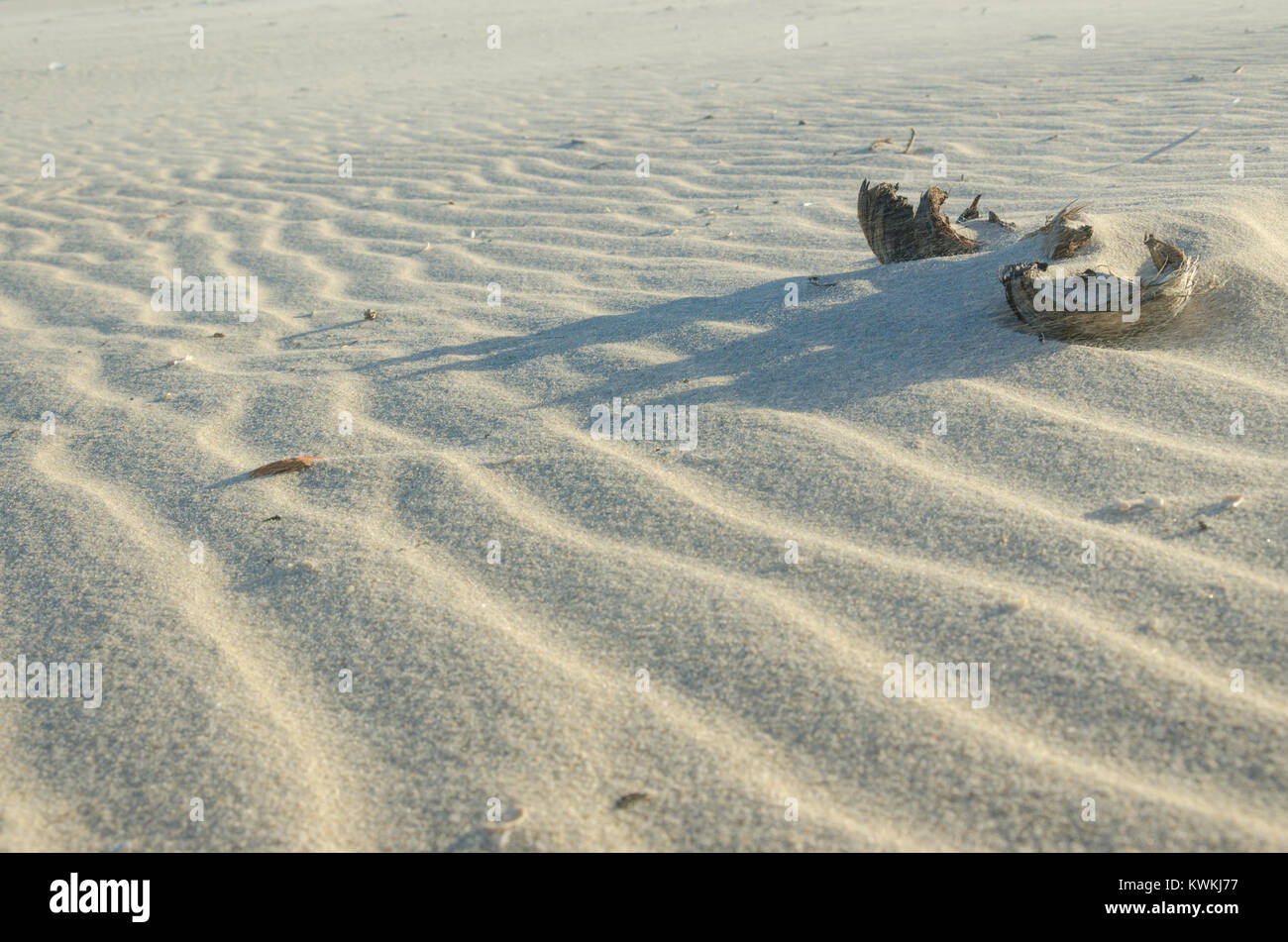 Dried coconut splitted in two over the beach sand Stock Photo - Alamy