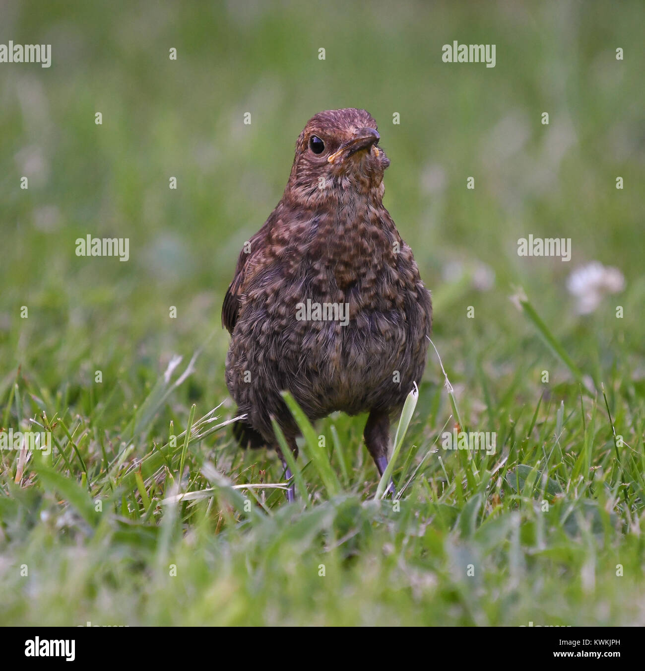 close-up of Young Common Blackbird Stock Photo - Alamy