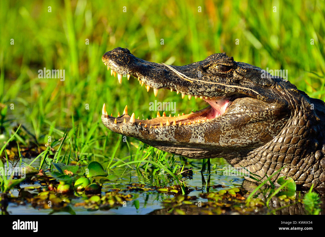 Yacaré Negro (26422179792 Stock Photo - Alamy