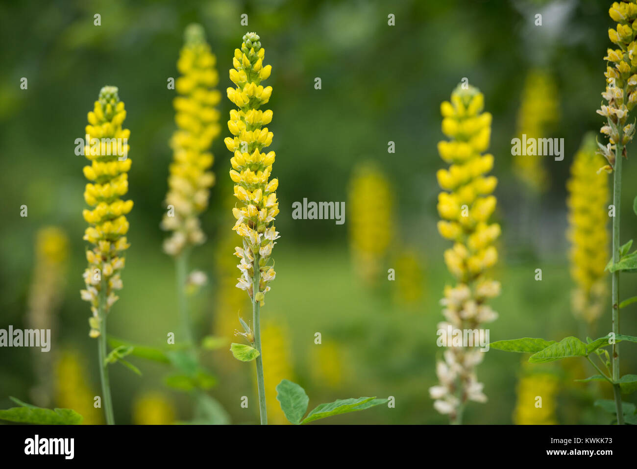 Thermopsis hi-res stock photography and images - Alamy