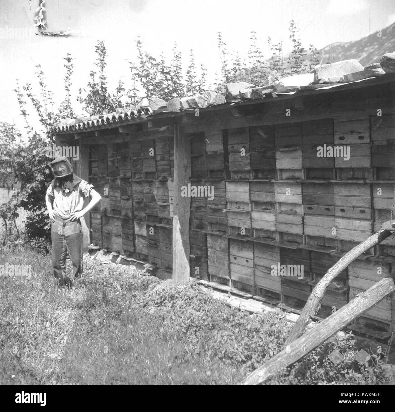 This photograph from 1958 depicts a traditional beekeeping scene in ...