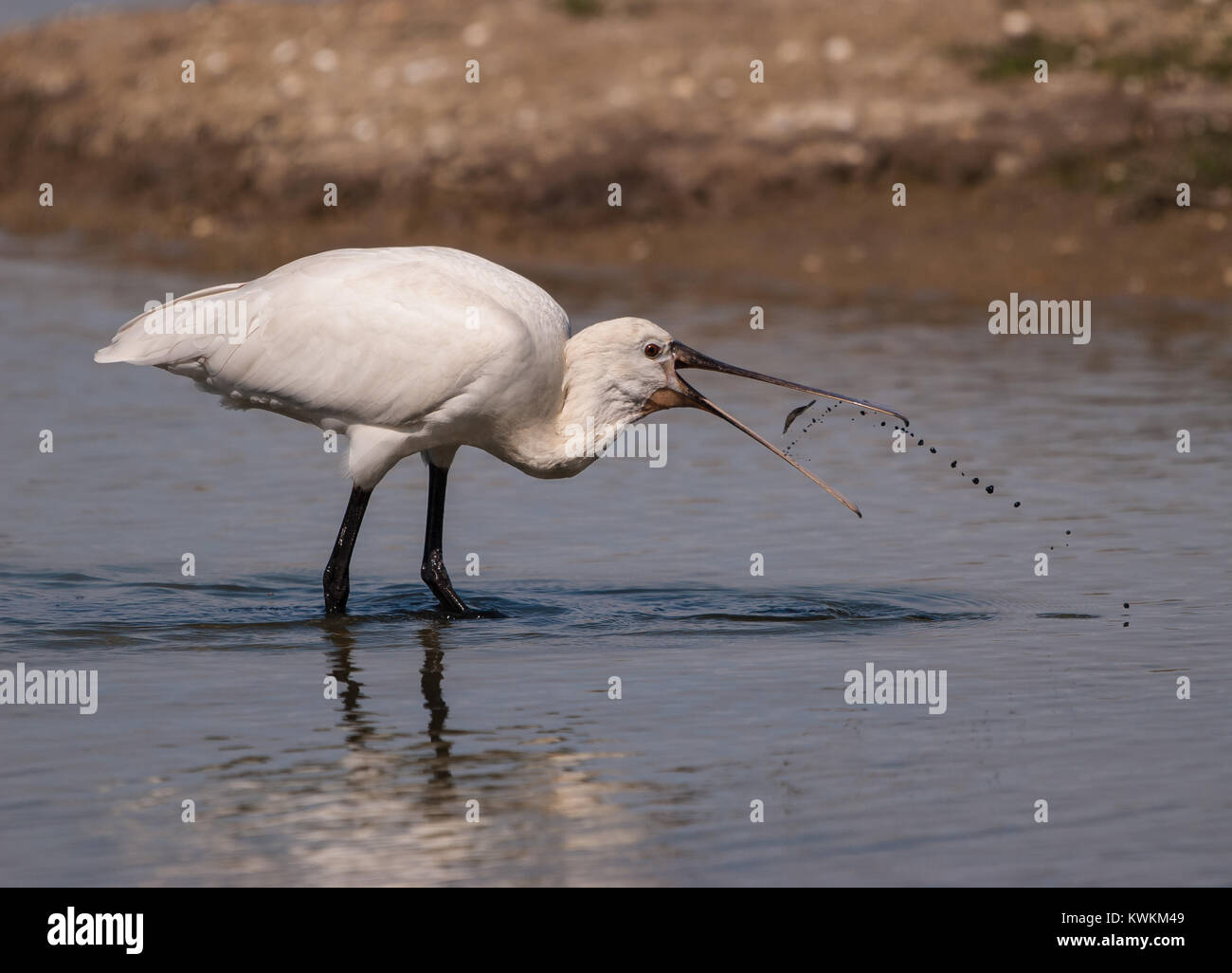 Spatula catching a worm in the marsh Stock Photo - Alamy