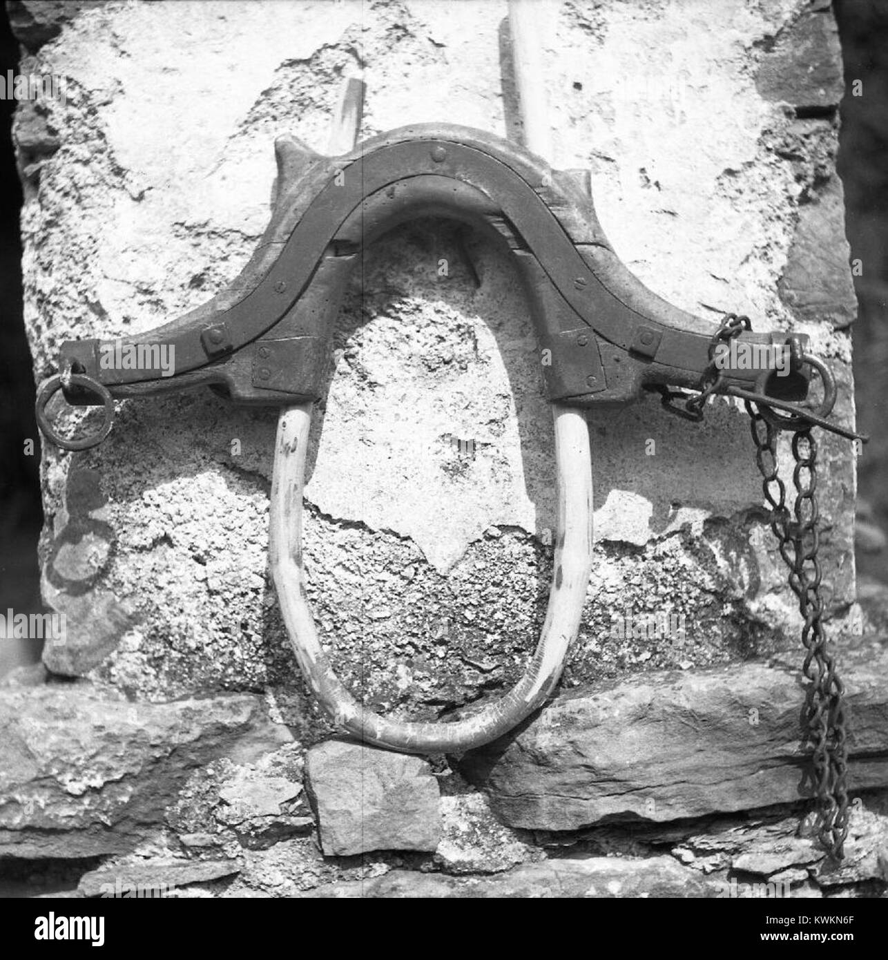 Yoke animal Black and White Stock Photos & Images - Alamy