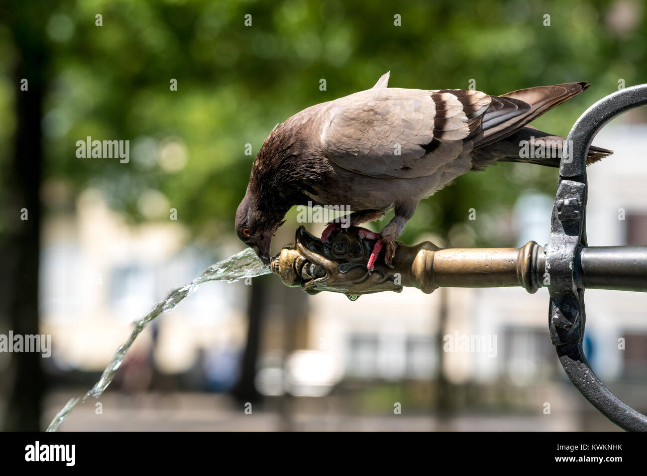 A dove drinking from Hedwig fountain in Zurich, Switzerland Stock Photo ...