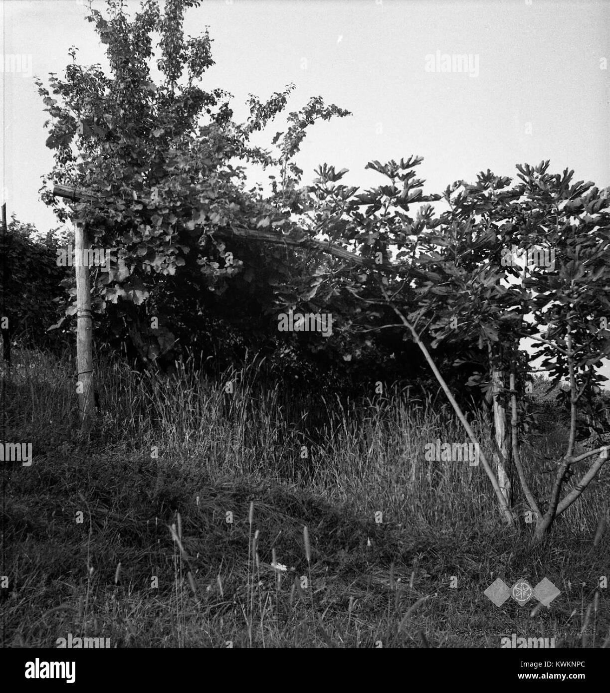 A 1953 photograph from Neblo, Slovenia, titled 'Latnik', showing a ...