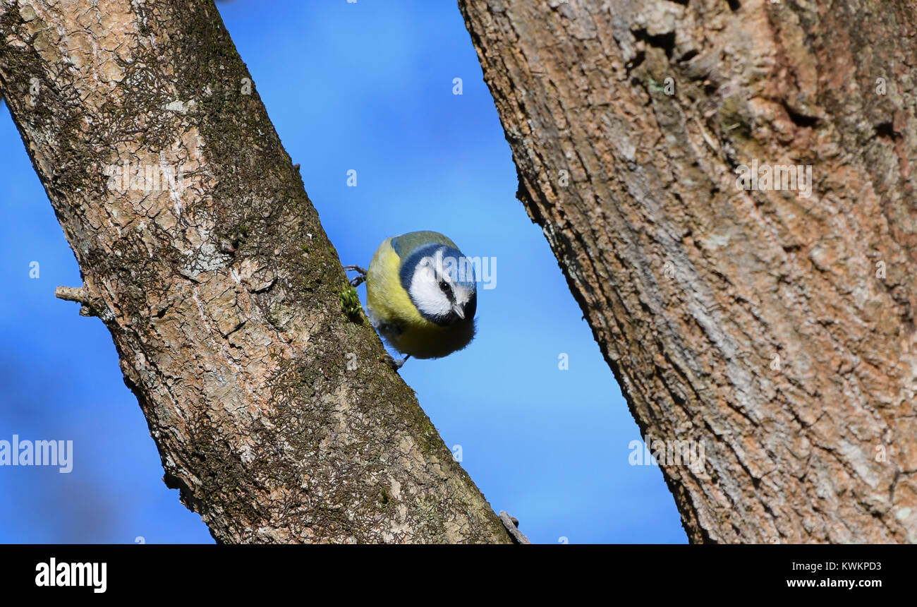Blue tit on the trunk of an oak Stock Photo - Alamy