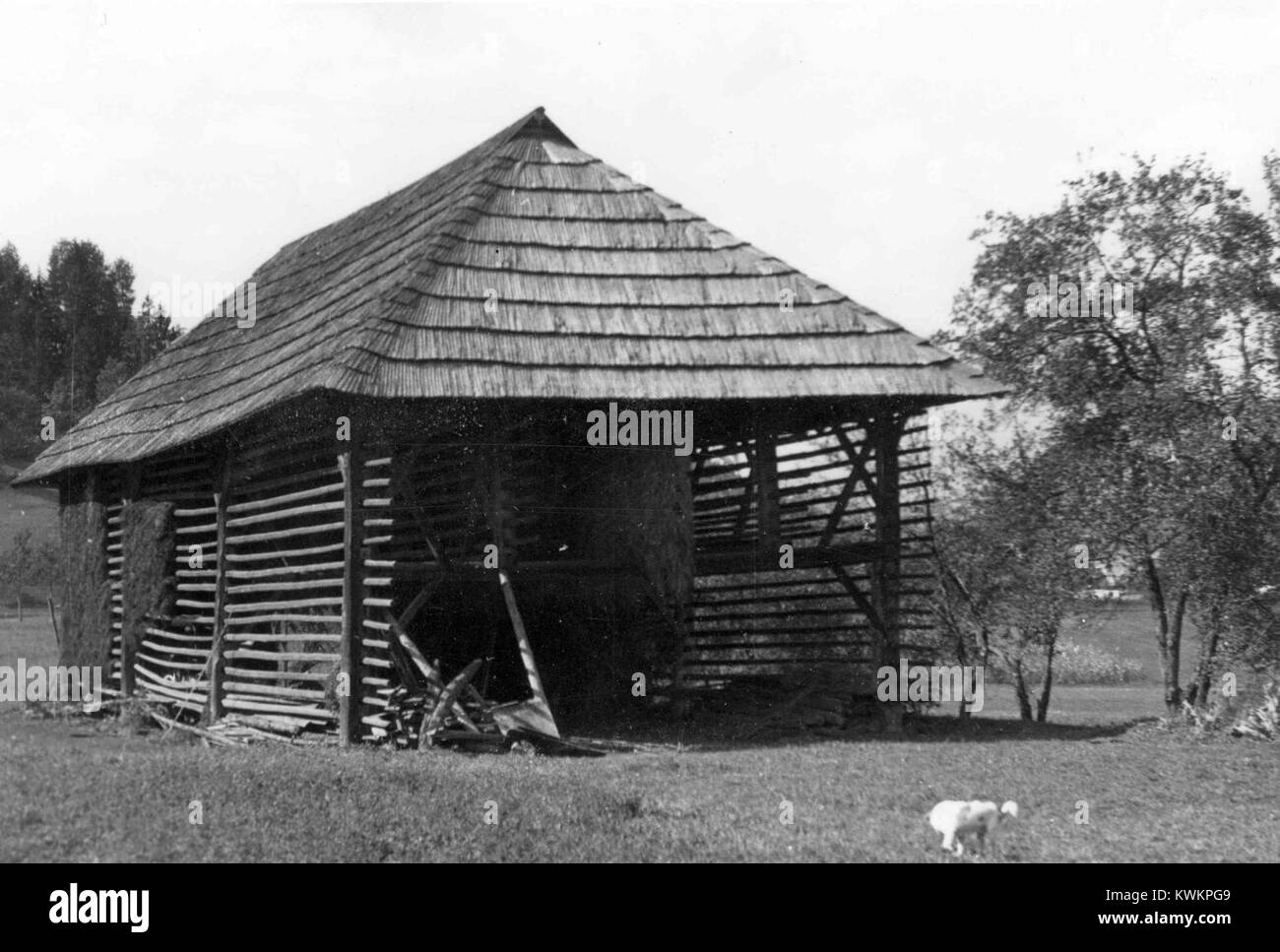 This historical photograph from 1951 depicts a traditional Slovenian ...