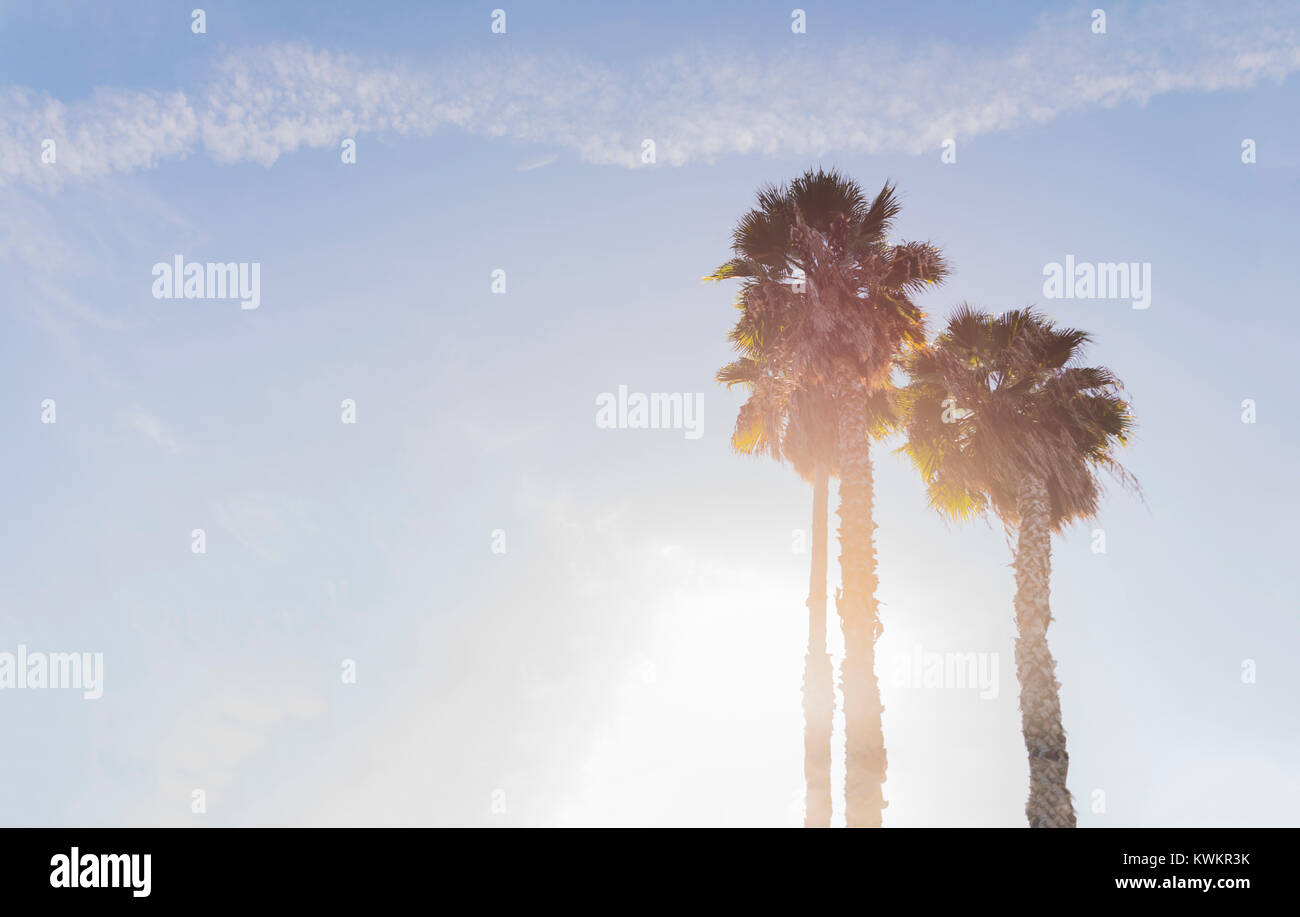 Palm trees trunks hi-res stock photography and images - Alamy
