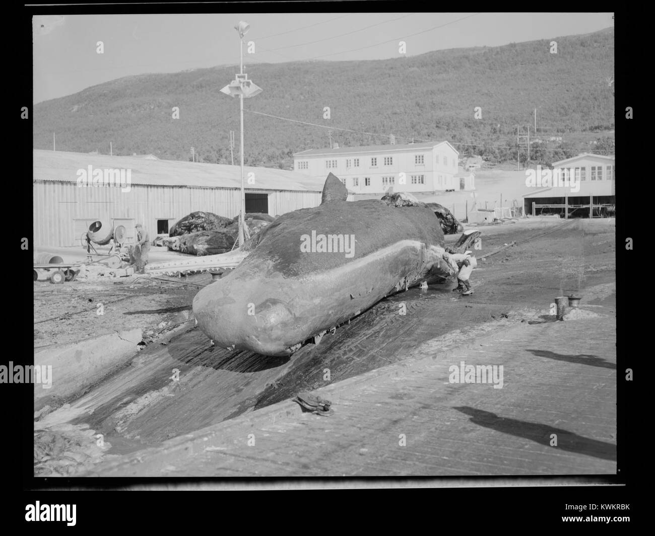 This title refers to a historical photograph of whaling (Hvalflensing ...