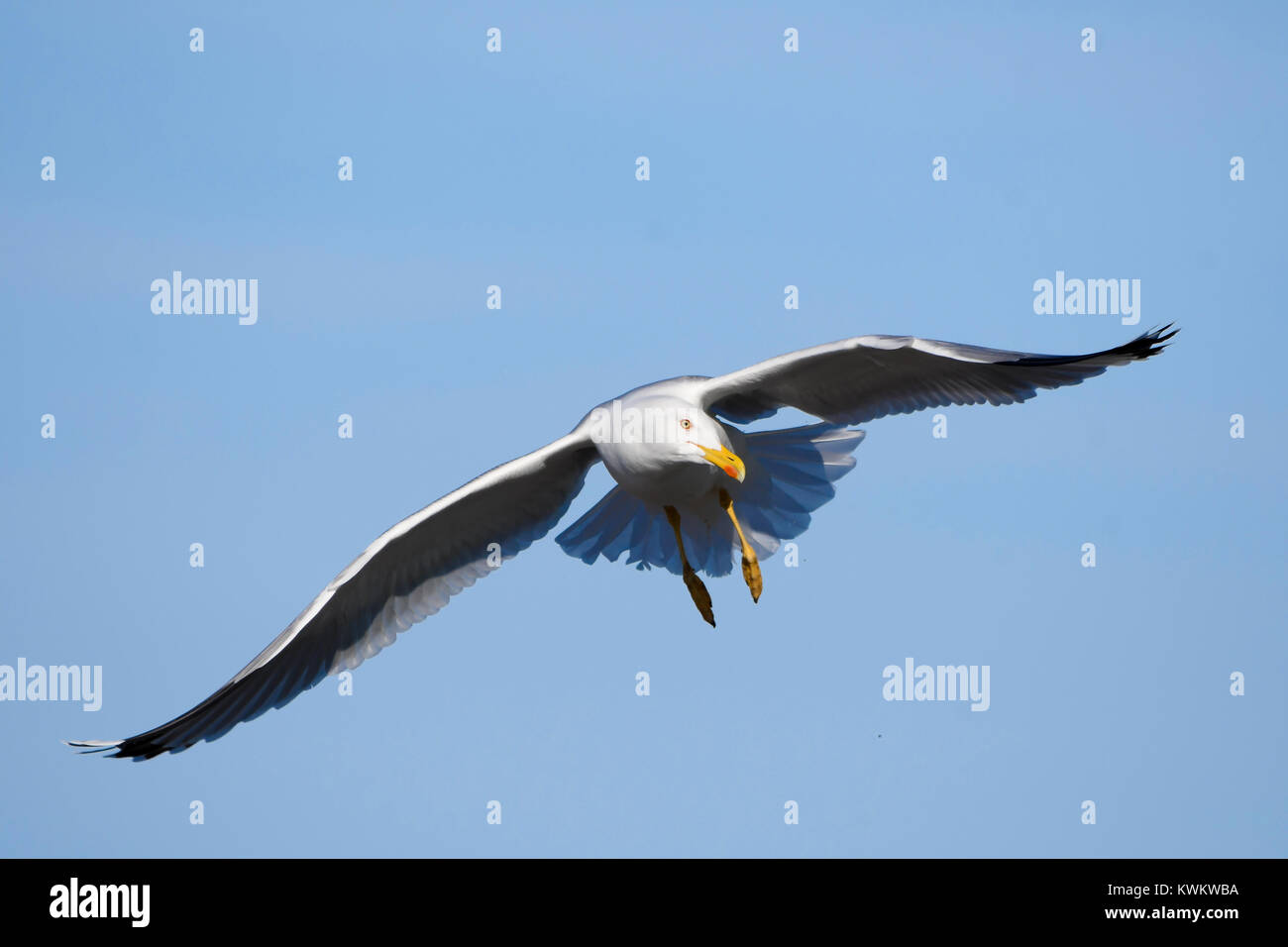 Yellow - legged gull in flight Stock Photo - Alamy